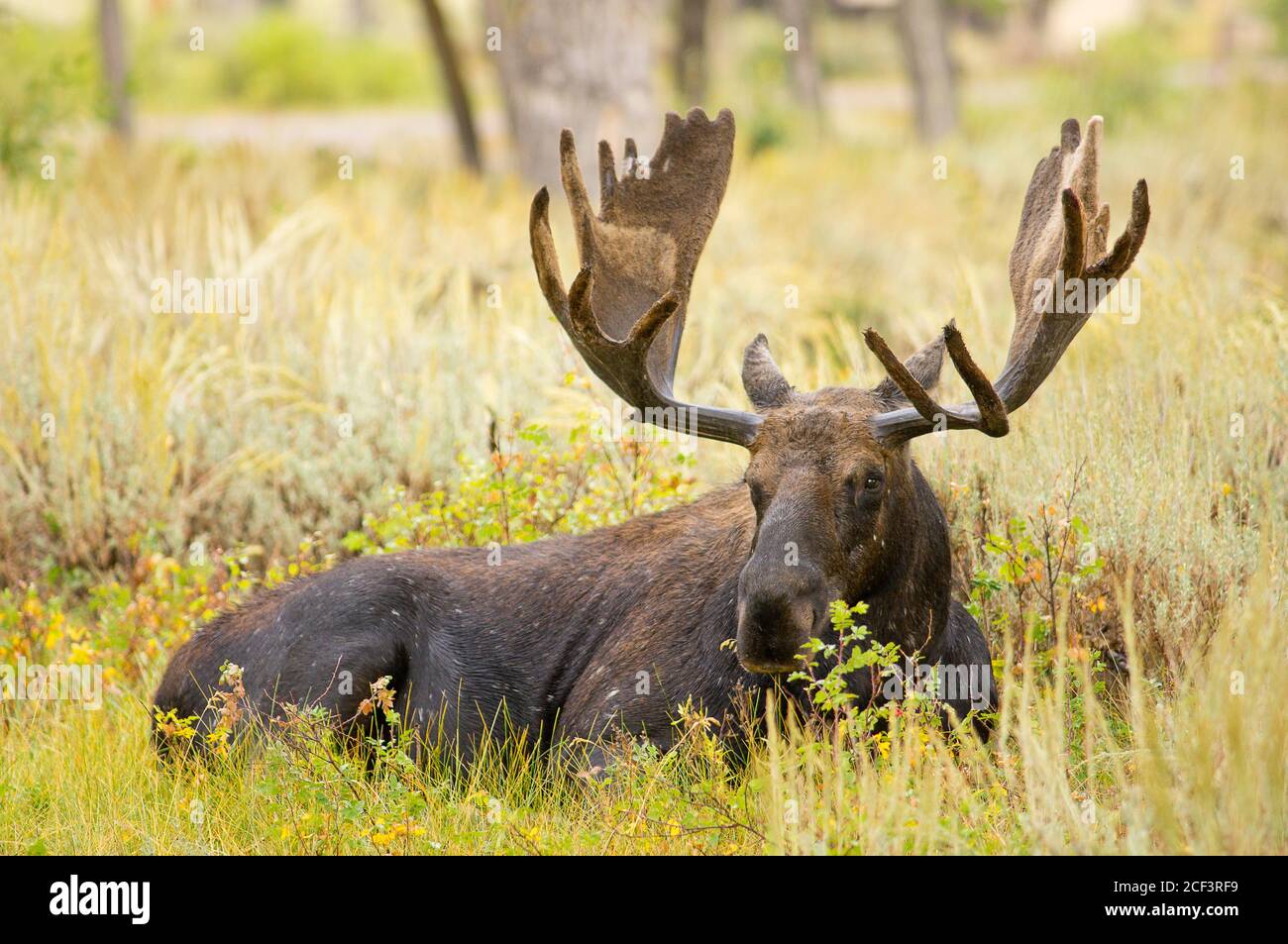 Resting moose hi-res stock photography and images - Alamy