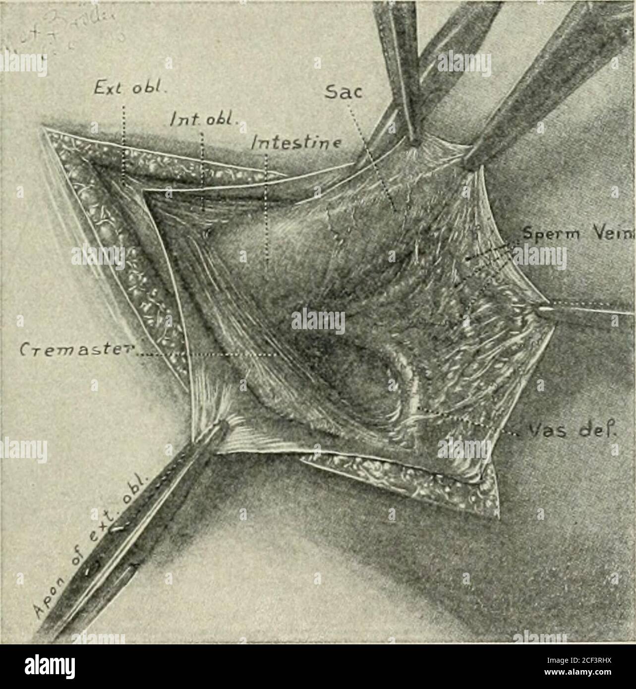 Cremaster muscle hi-res stock photography and images - Alamy