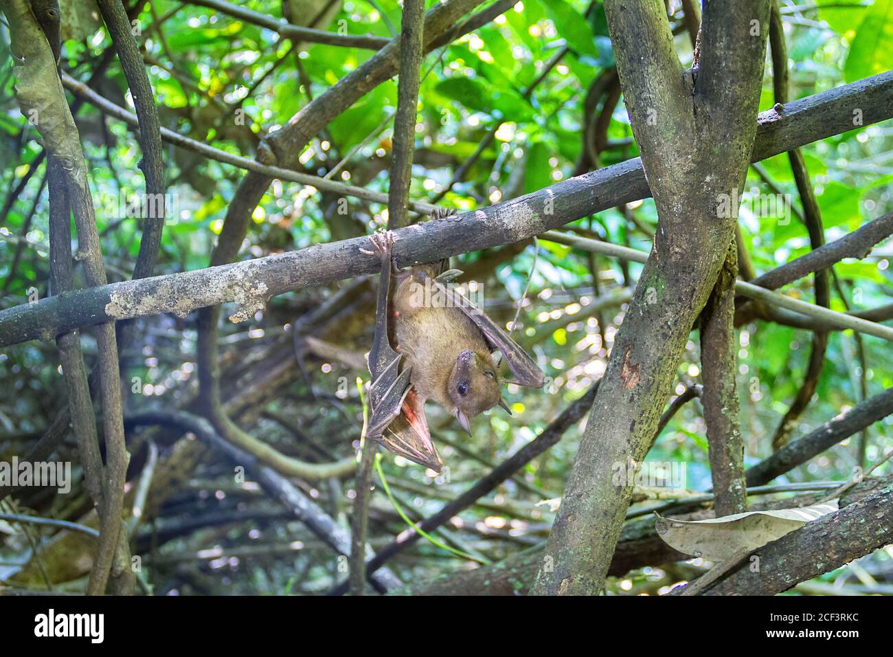 Bat indian flying fox (Pteropus giganteus chinghaiensis) from Sri Lanka ...