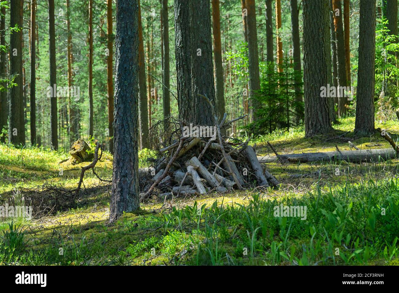 Remains of cutting,, logging waste in Northern boreal coniferous forest ...