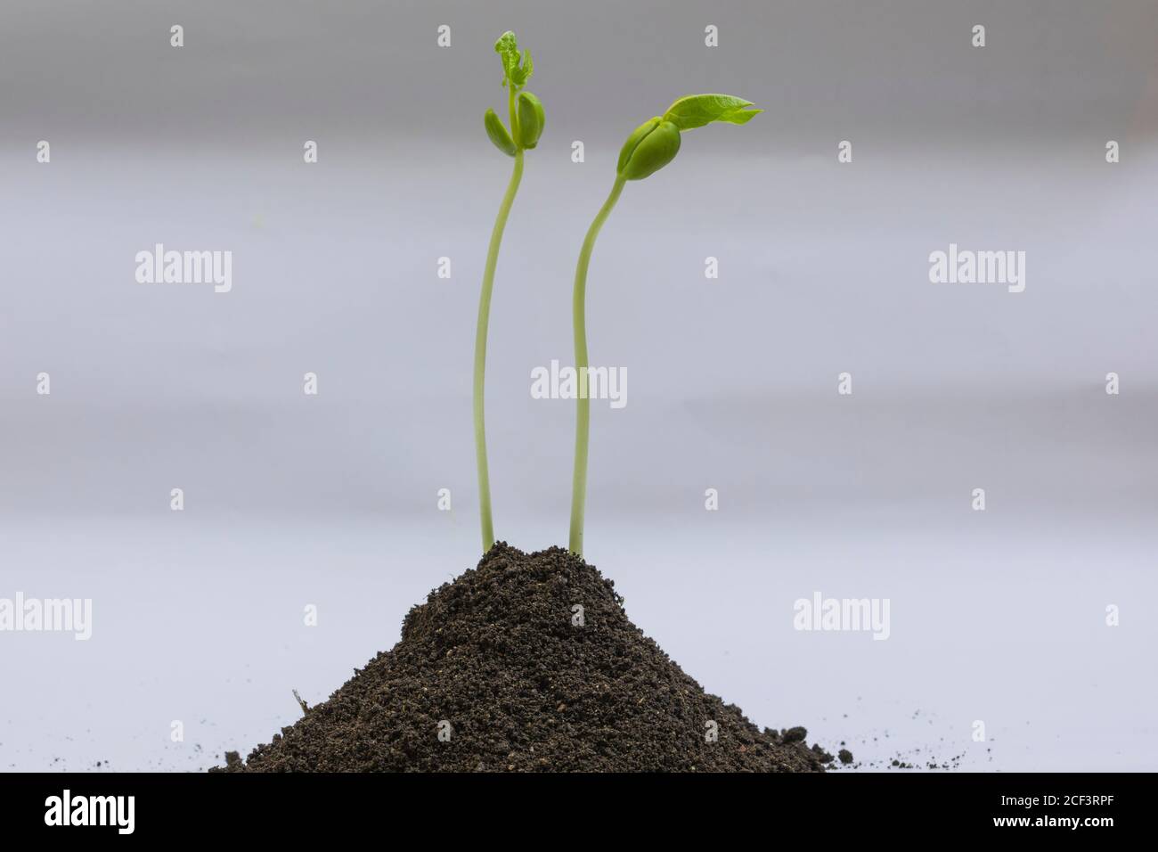 Seedling beans on white background Stock Photo - Alamy