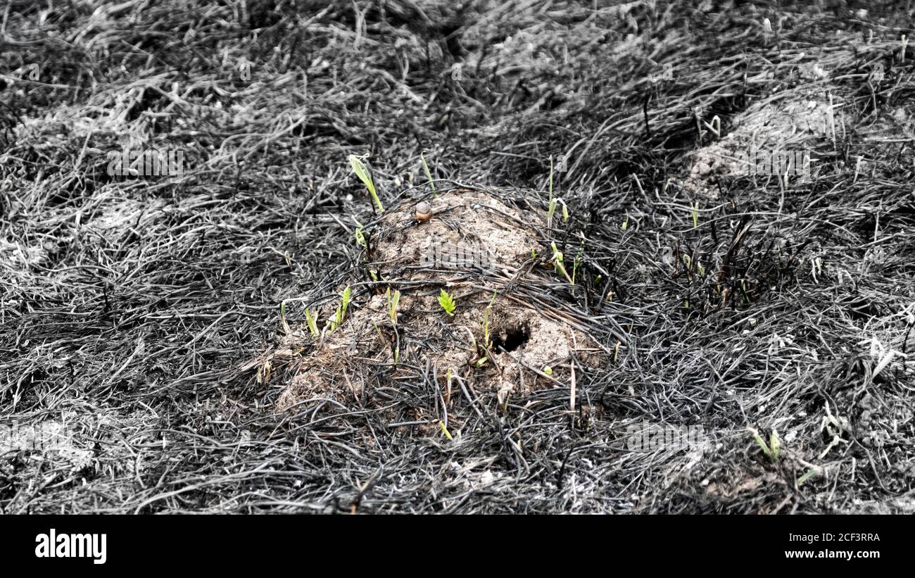 The burnt meadows. Prairie fire. Surviving plants sprout green against ...