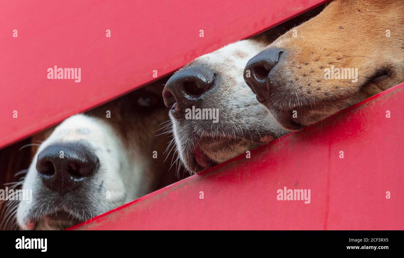 Hounds from the Belvoir Hunt waiting at the start of the day for a day ...