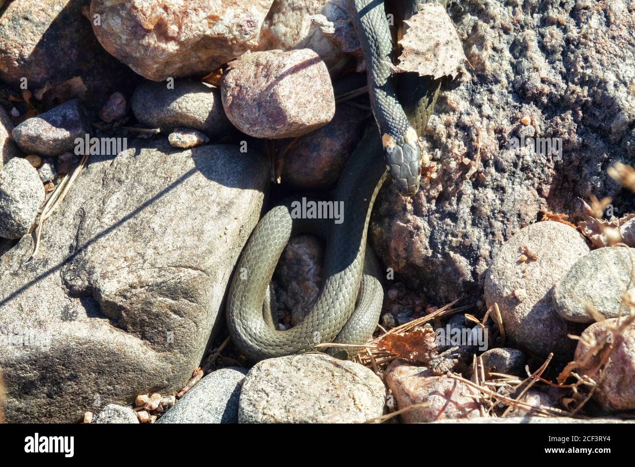 Gras snake biotope hi-res stock photography and images - Alamy
