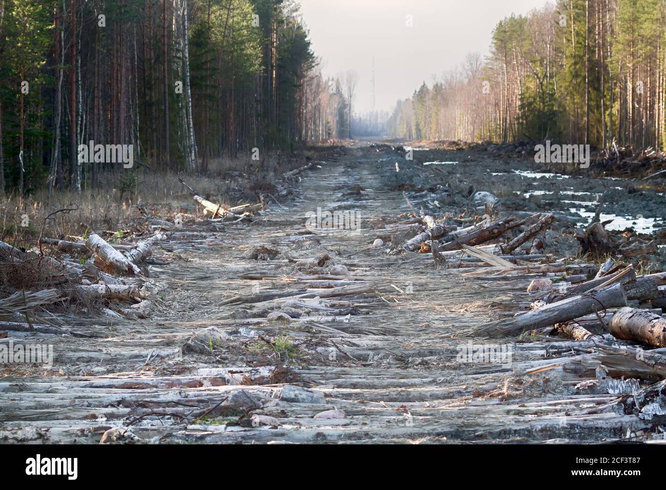 Log road (plank road). This road is made of thousands of felled trees ...