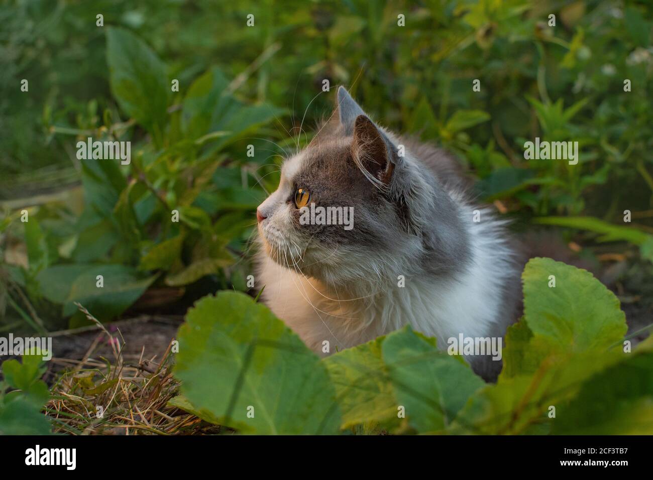 Outdoor portrait of cat playing with flowers in a garden. Lives in ...