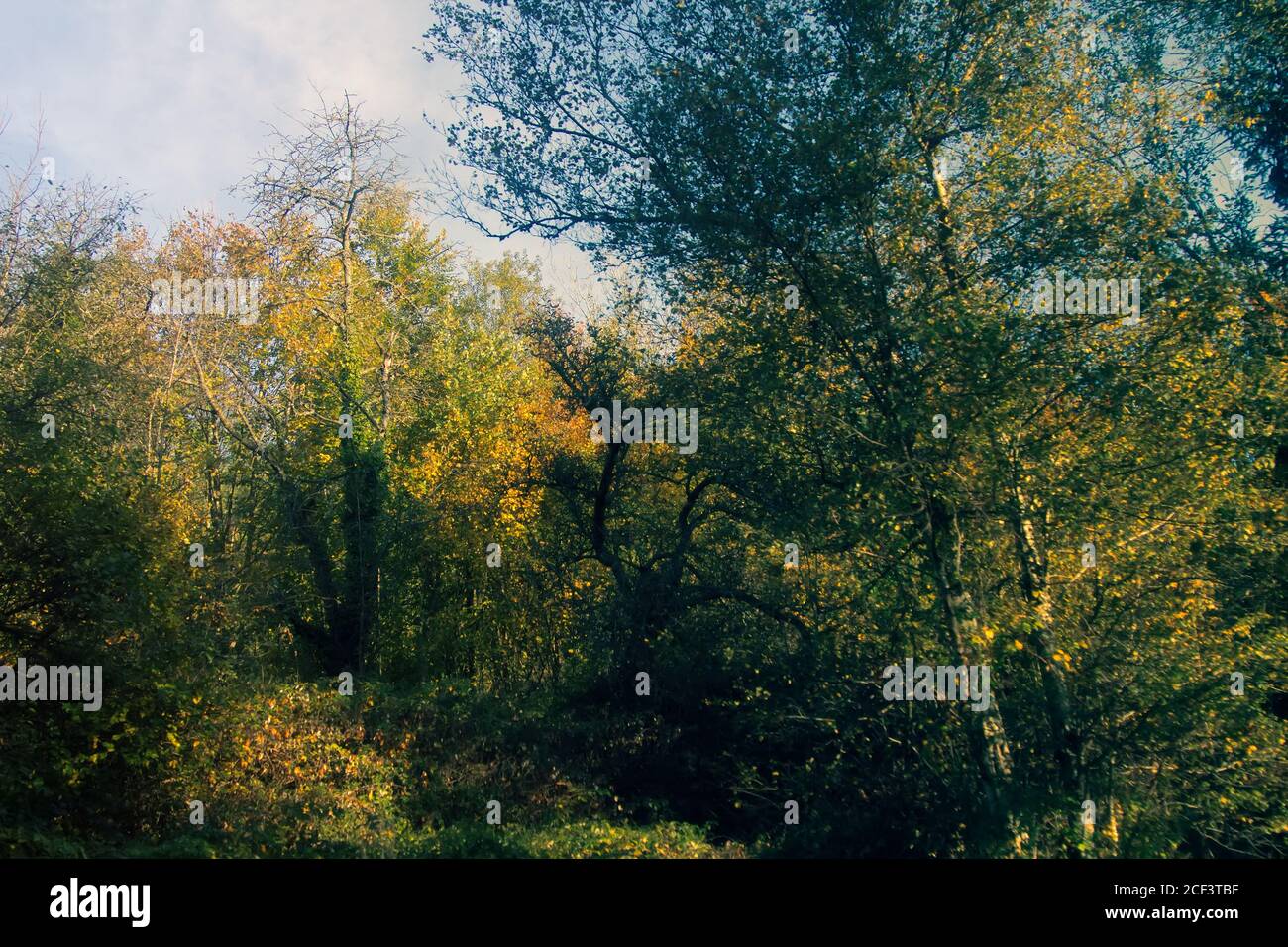 Small forest in steppe ravines (wooded ravine as forest types) in the ...