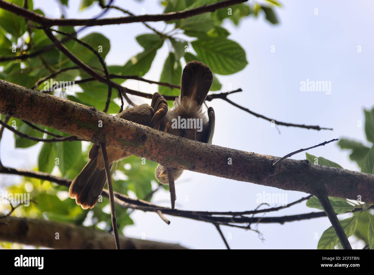 Mating interactions, pair-bonding: mutual cleaning of the plumage ...