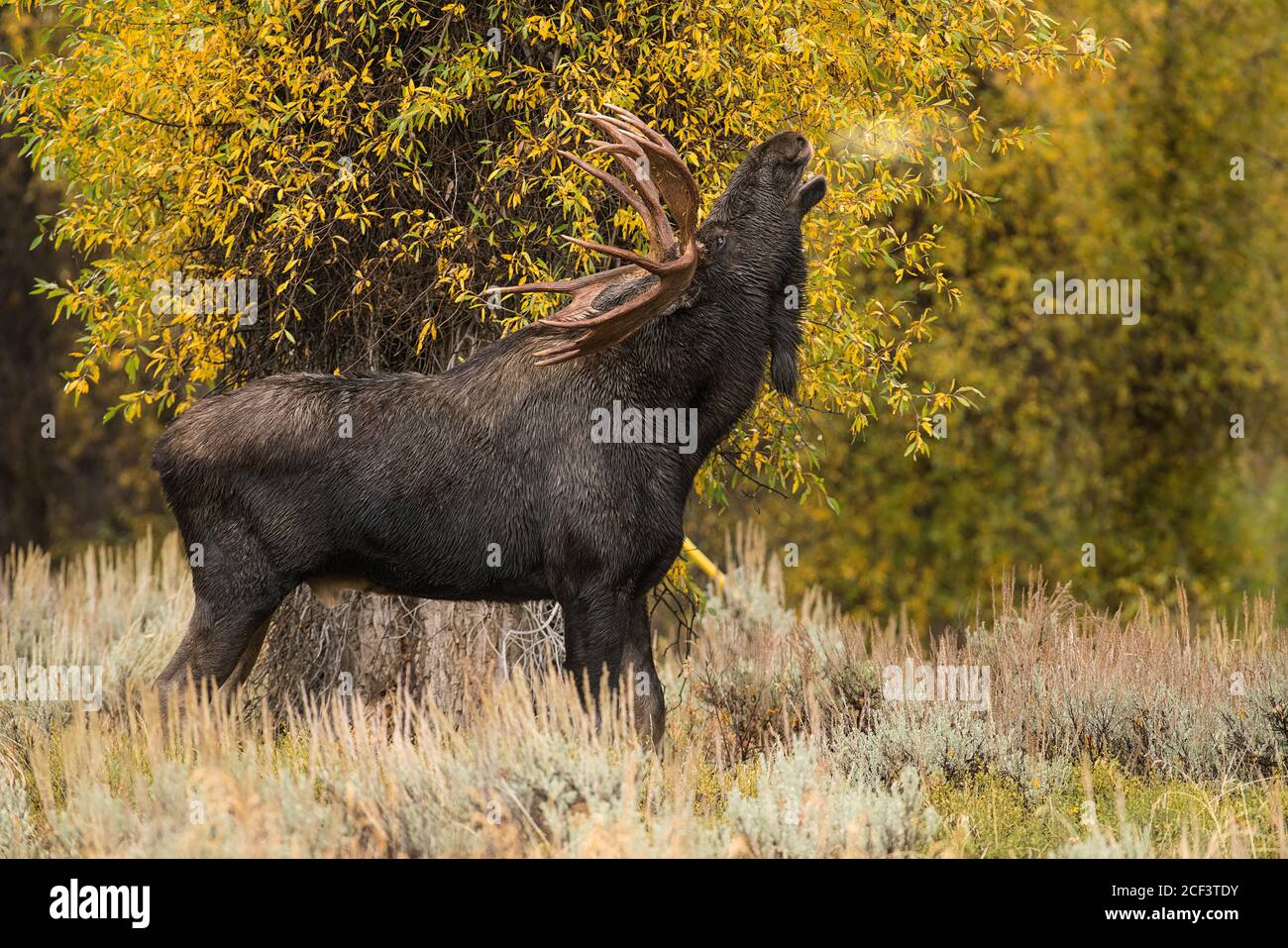 bull moose in fall color Stock Photo - Alamy
