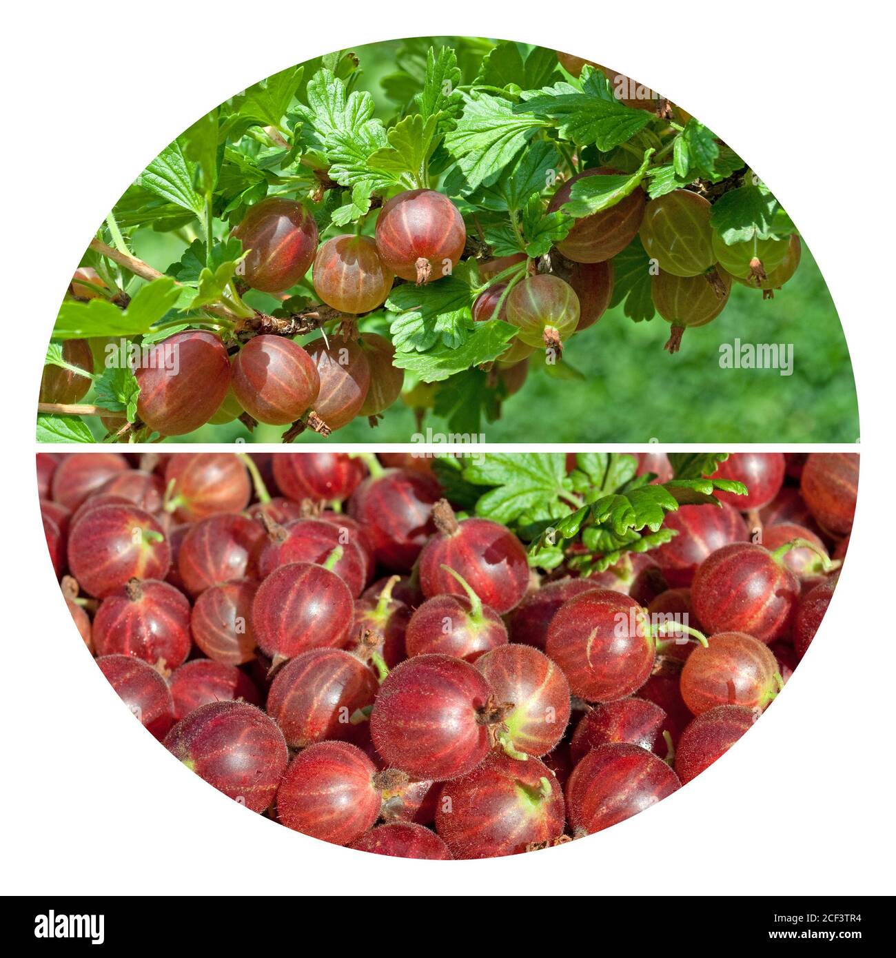 Ripe fruits red gooseberries Cut Out Stock Images & Pictures - Alamy