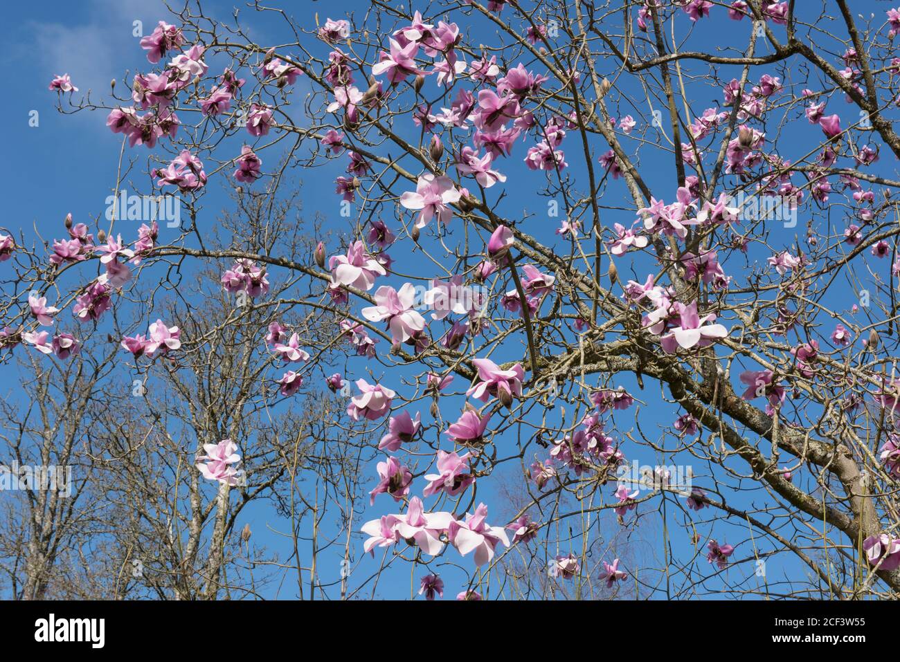 Bright Pink Spring Flowers on a Deciduous Magnolia Tree (Magnolia ...