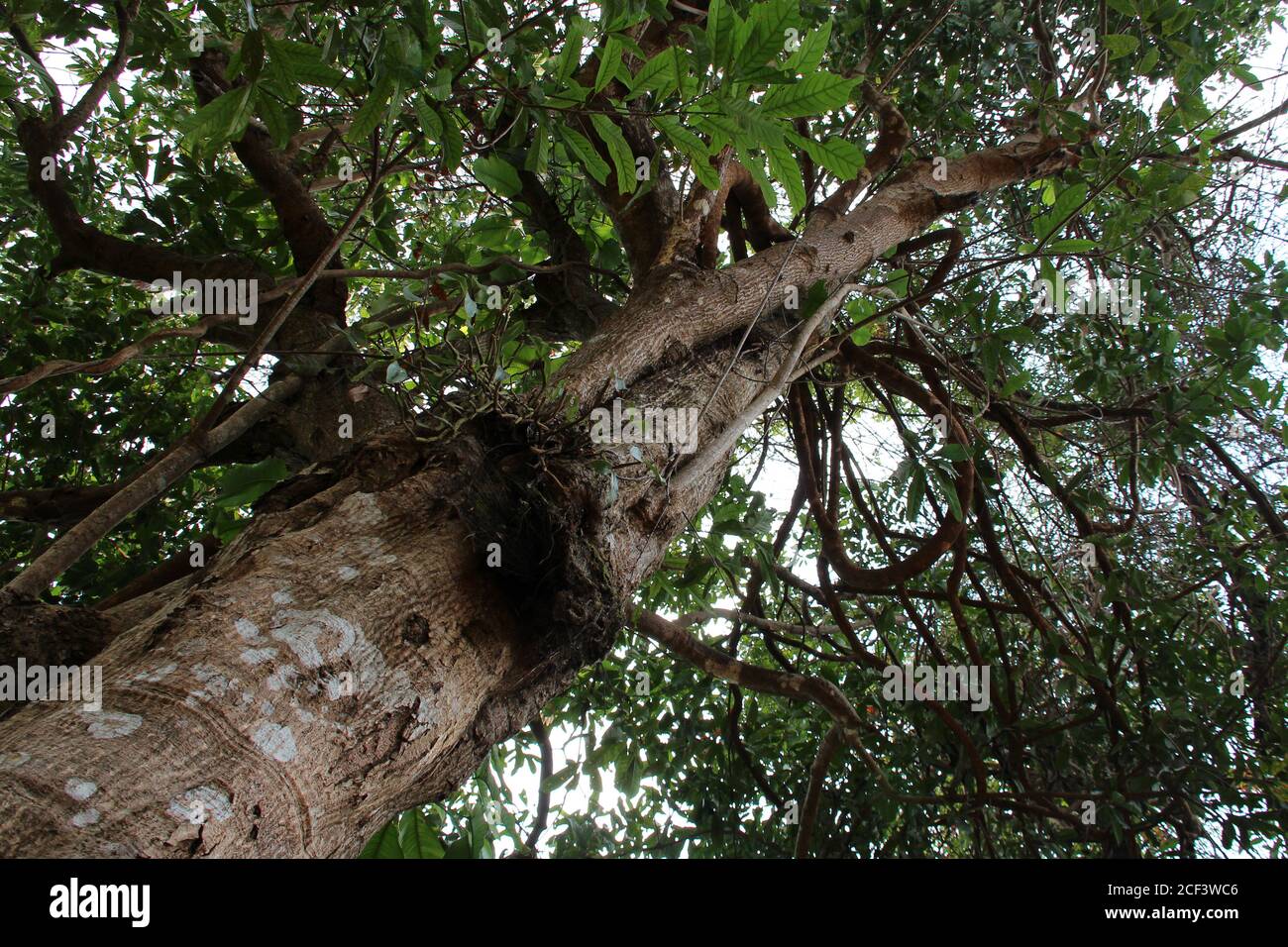 tree in a forest at bolaven in laos Stock Photo - Alamy