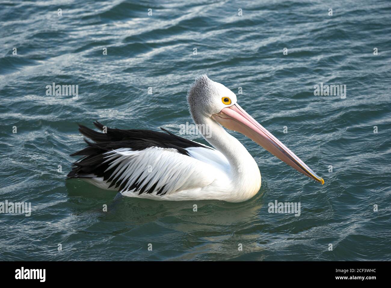 Australian Pelican (Pelecanus conspicillatus) floating on water ...