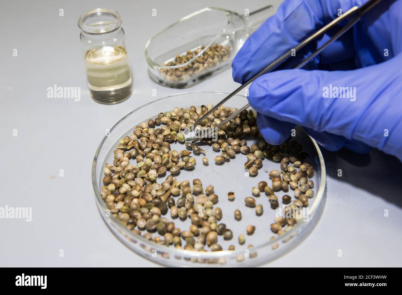 Scientist in a laboratory extracting CBD oil and analysing for ...