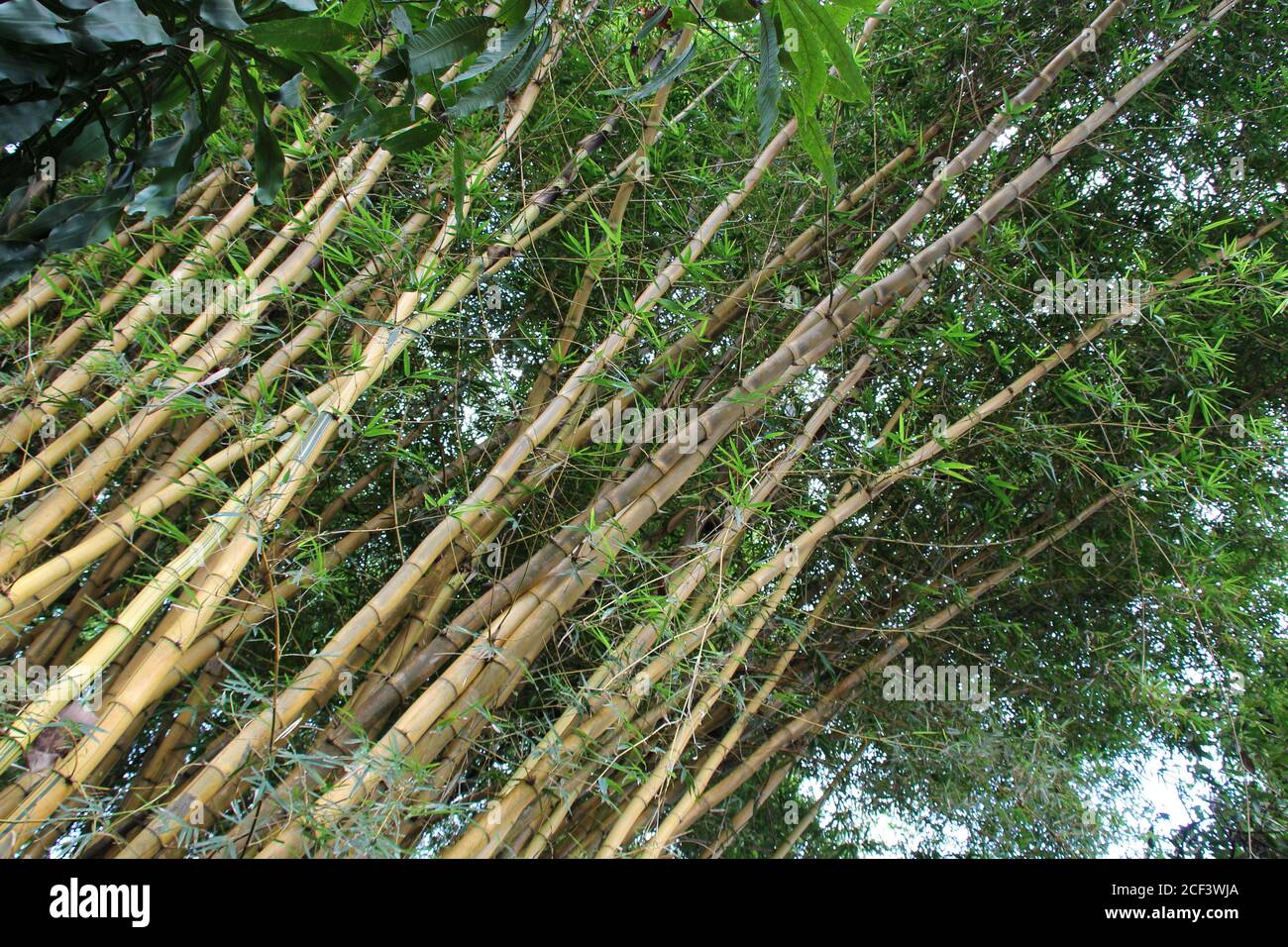 tree in a forest at bolaven in laos Stock Photo - Alamy