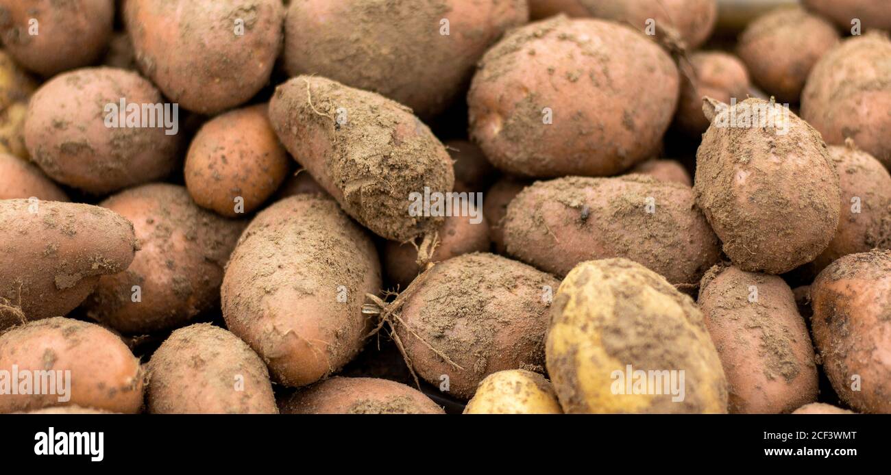 Potato Crop High Resolution Stock Photography and Images - Alamy