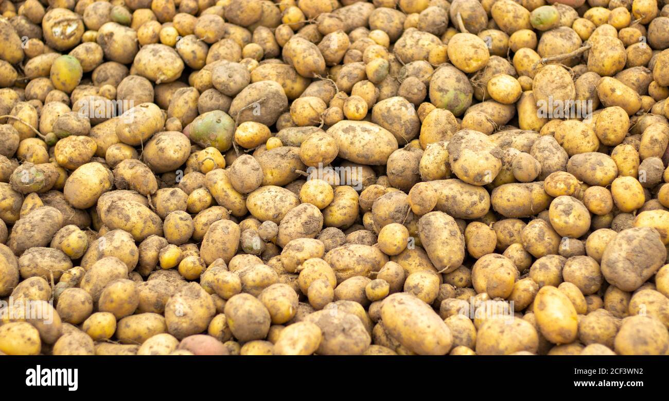 Close up view of a case of a fresh crop of potatoes. Potato background ...