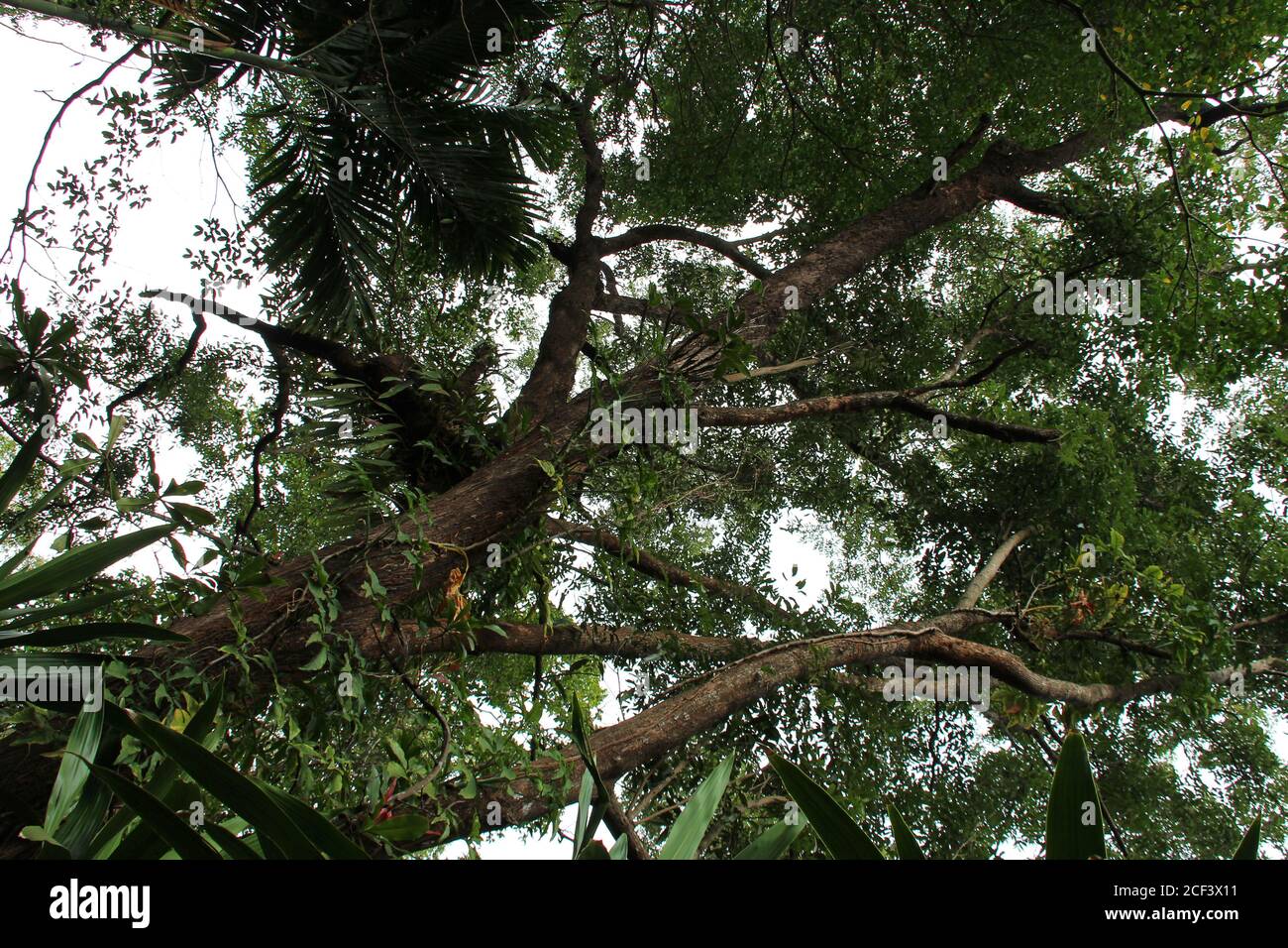 tree in a forest at bolaven in laos Stock Photo - Alamy