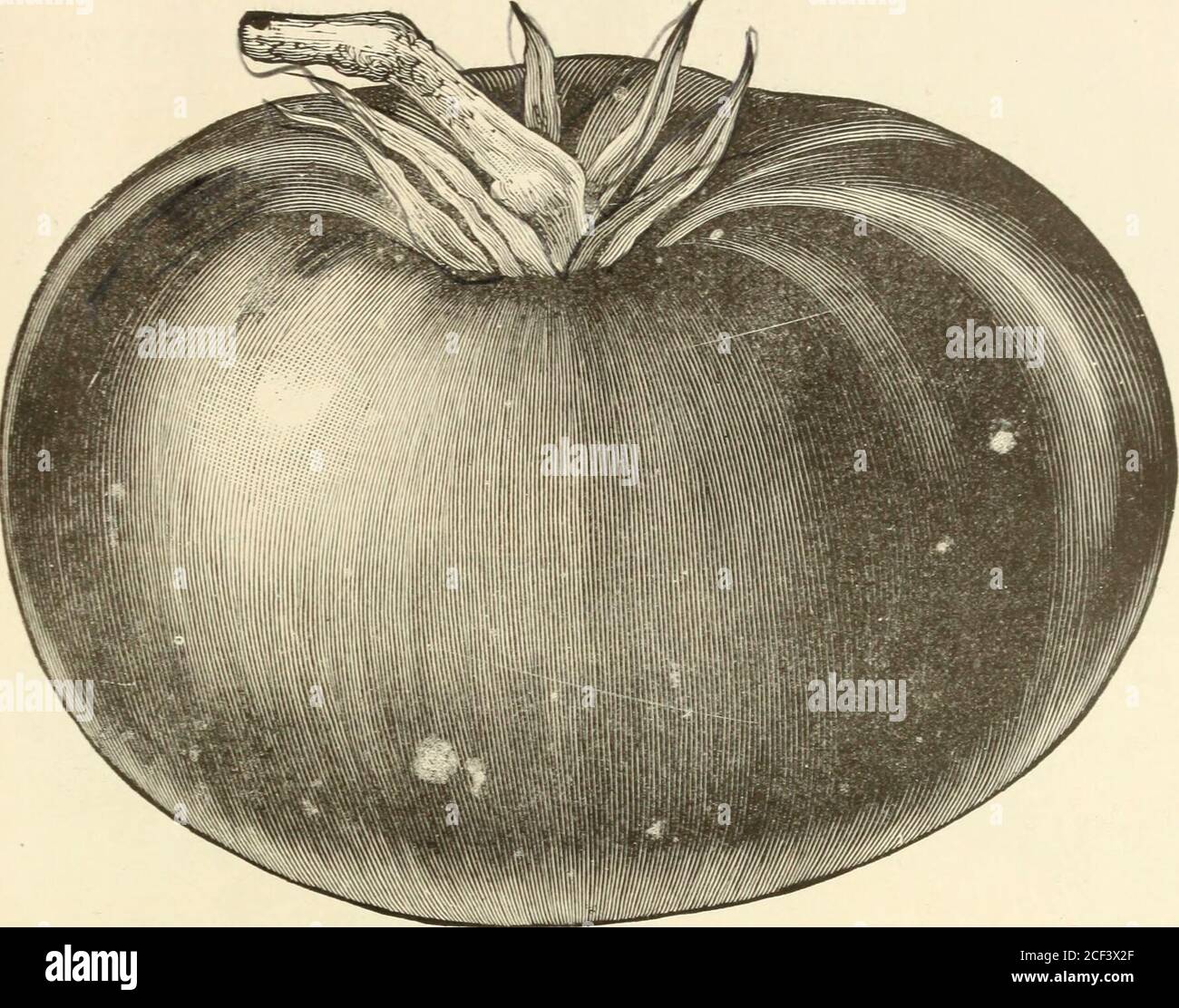 Prize taker tomato hi-res stock photography and images - Alamy