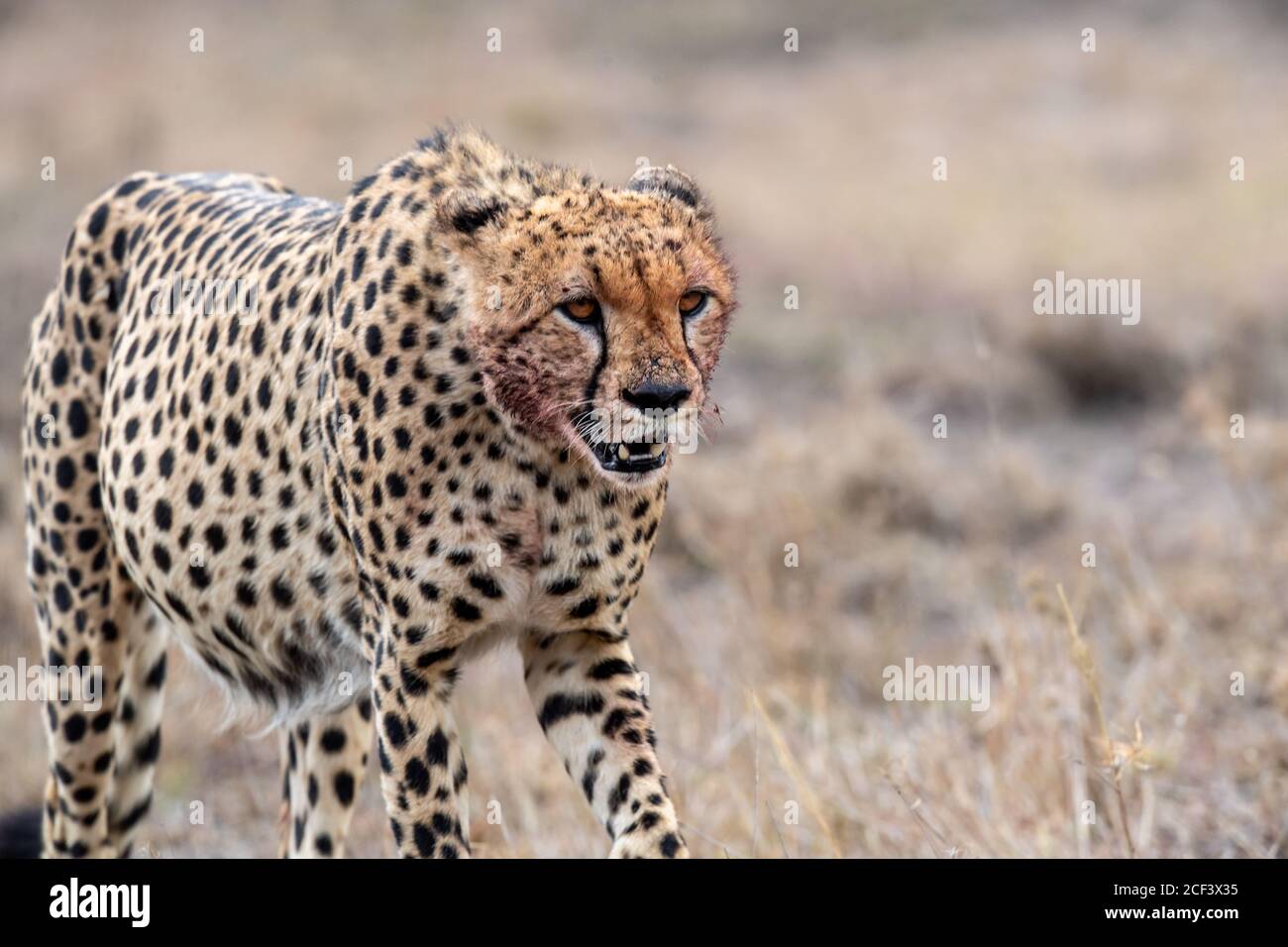 Cheetah with bloody face hi-res stock photography and images - Alamy