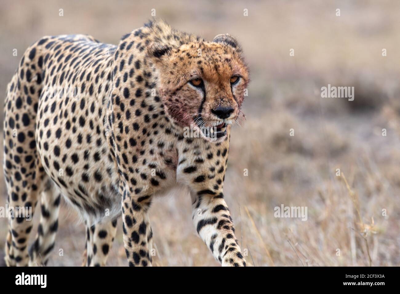 Bloody face of cheetah (Acinonyx jubatus) after devouring kill in Kenya ...