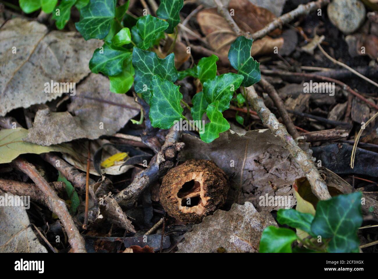 Walnut tree with nuts on ground hi-res stock photography and images - Alamy
