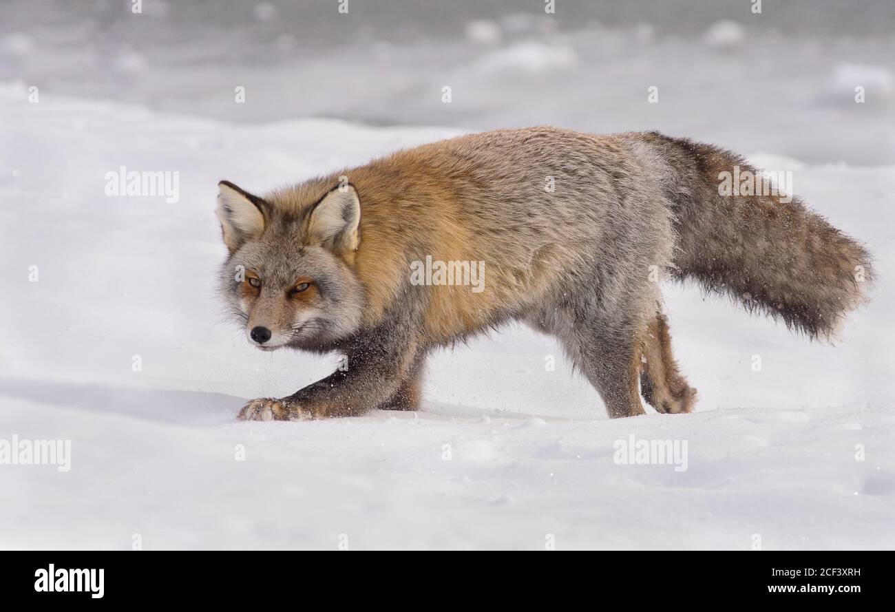 Cross Fox in Snow Stock Photo - Alamy