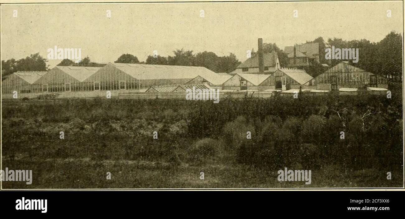 Safrano rose hi-res stock photography and images - Alamy