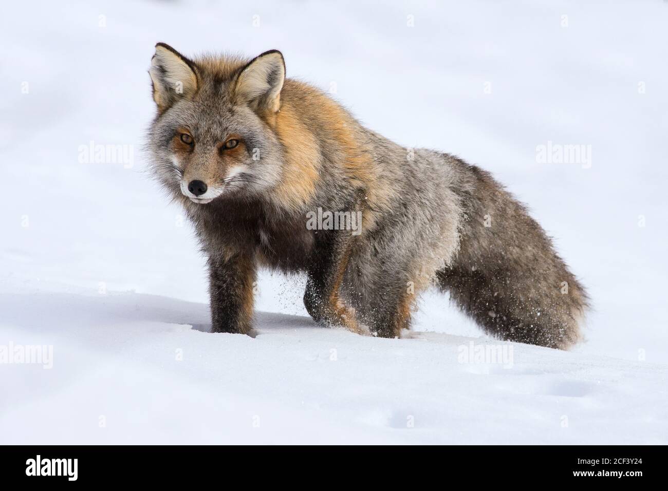 Cross fox hi-res stock photography and images - Alamy