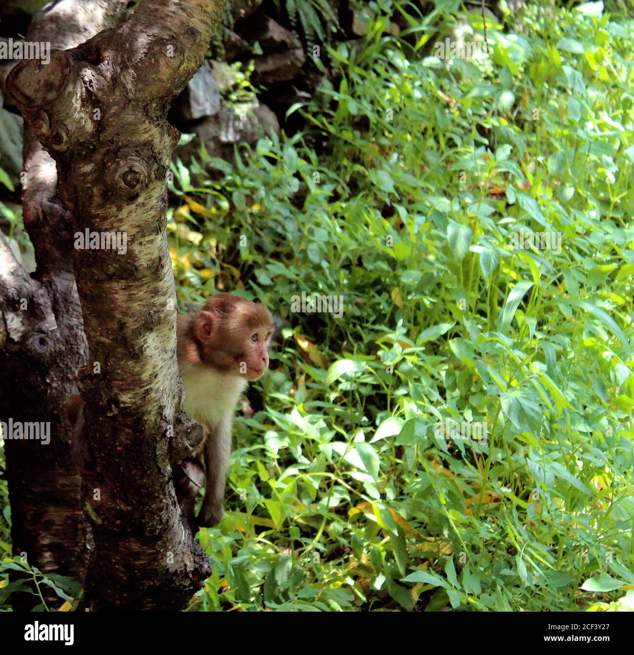 Monkey peeking hi-res stock photography and images - Alamy