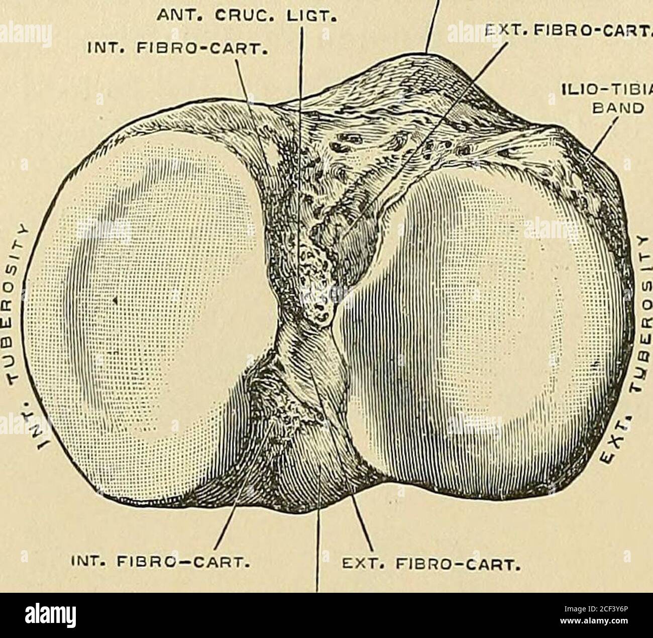 . Quain's Elements of anatomy. CART. Fig. 210.—Upper EXTREMITY of the ...