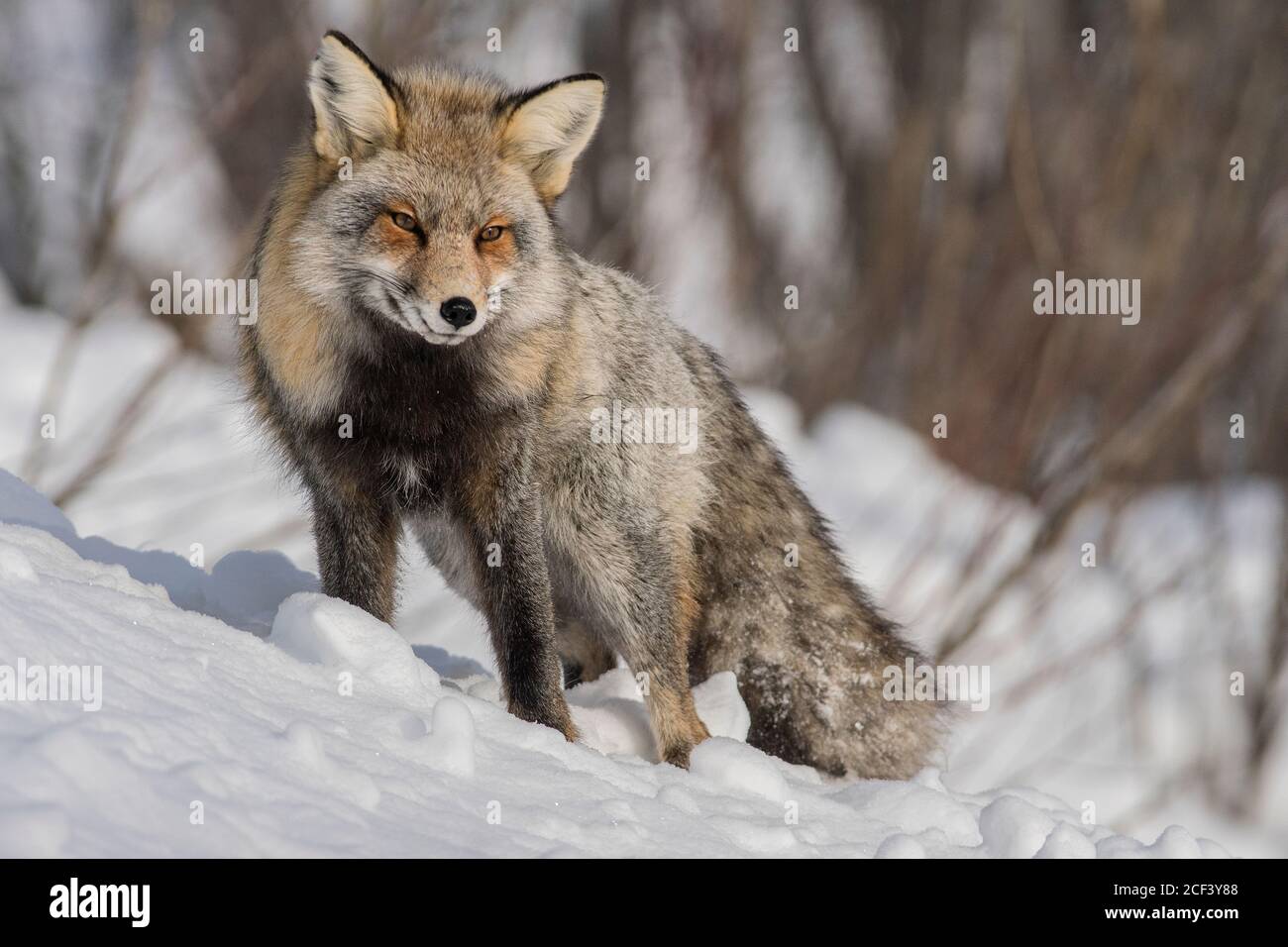 Cross Fox in Snow Stock Photo - Alamy