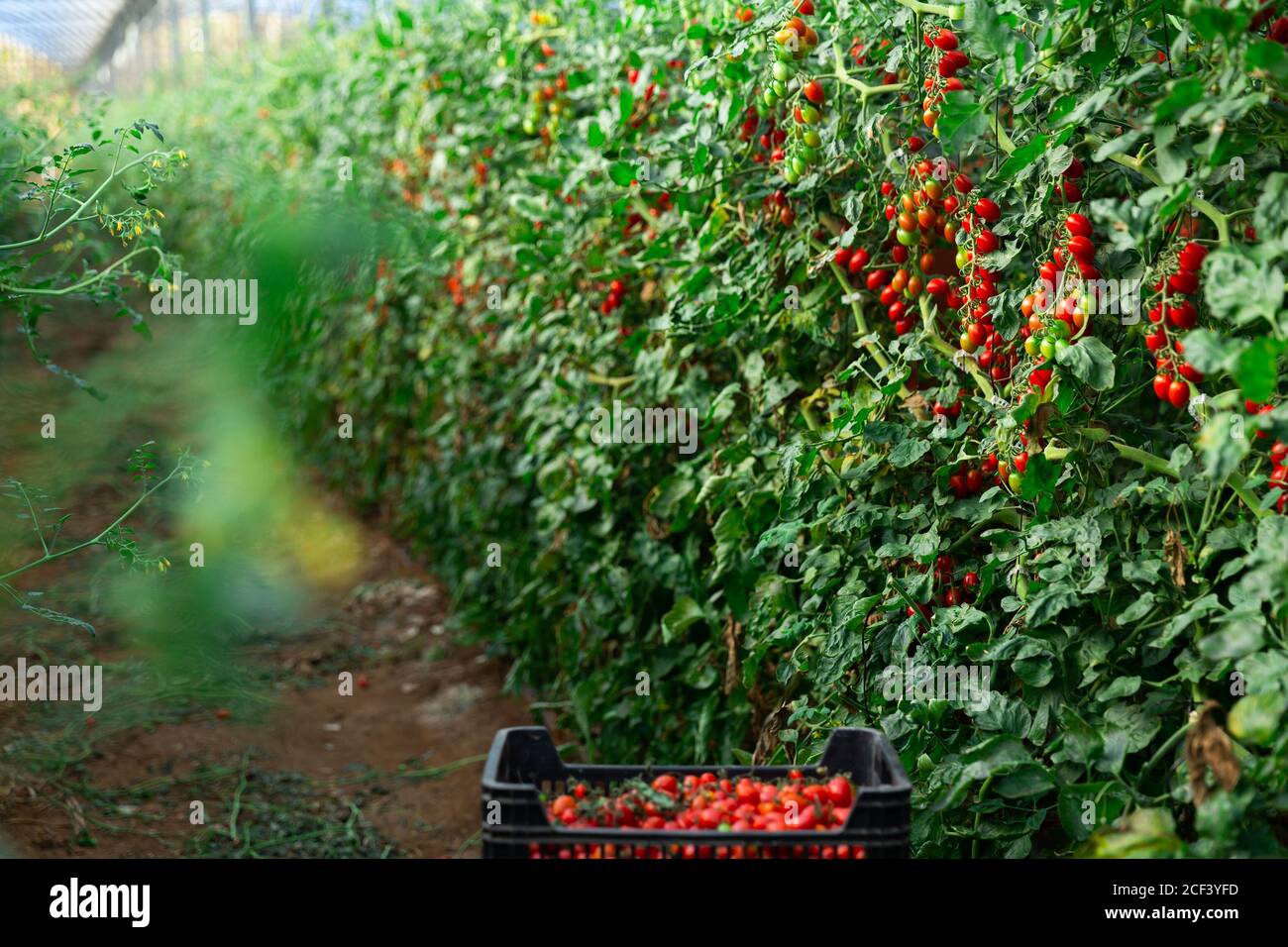 Growing organic red cherry tomatoes on green bushes in glasshouse Stock ...