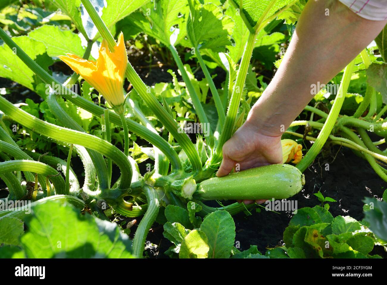 Closeup of female hands that harvest of zucchini growing in the garden ...