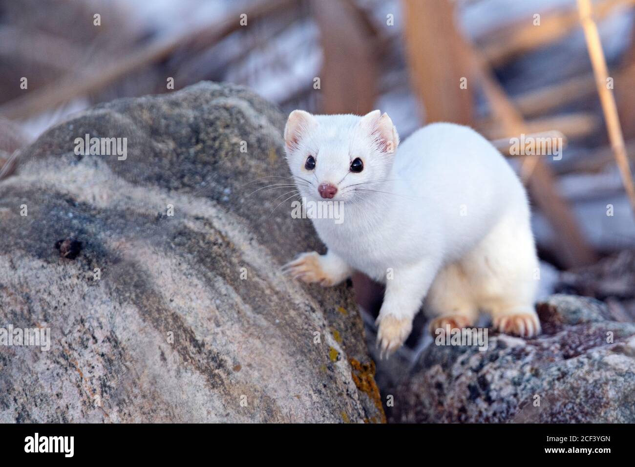 Big weasel hi-res stock photography and images - Alamy
