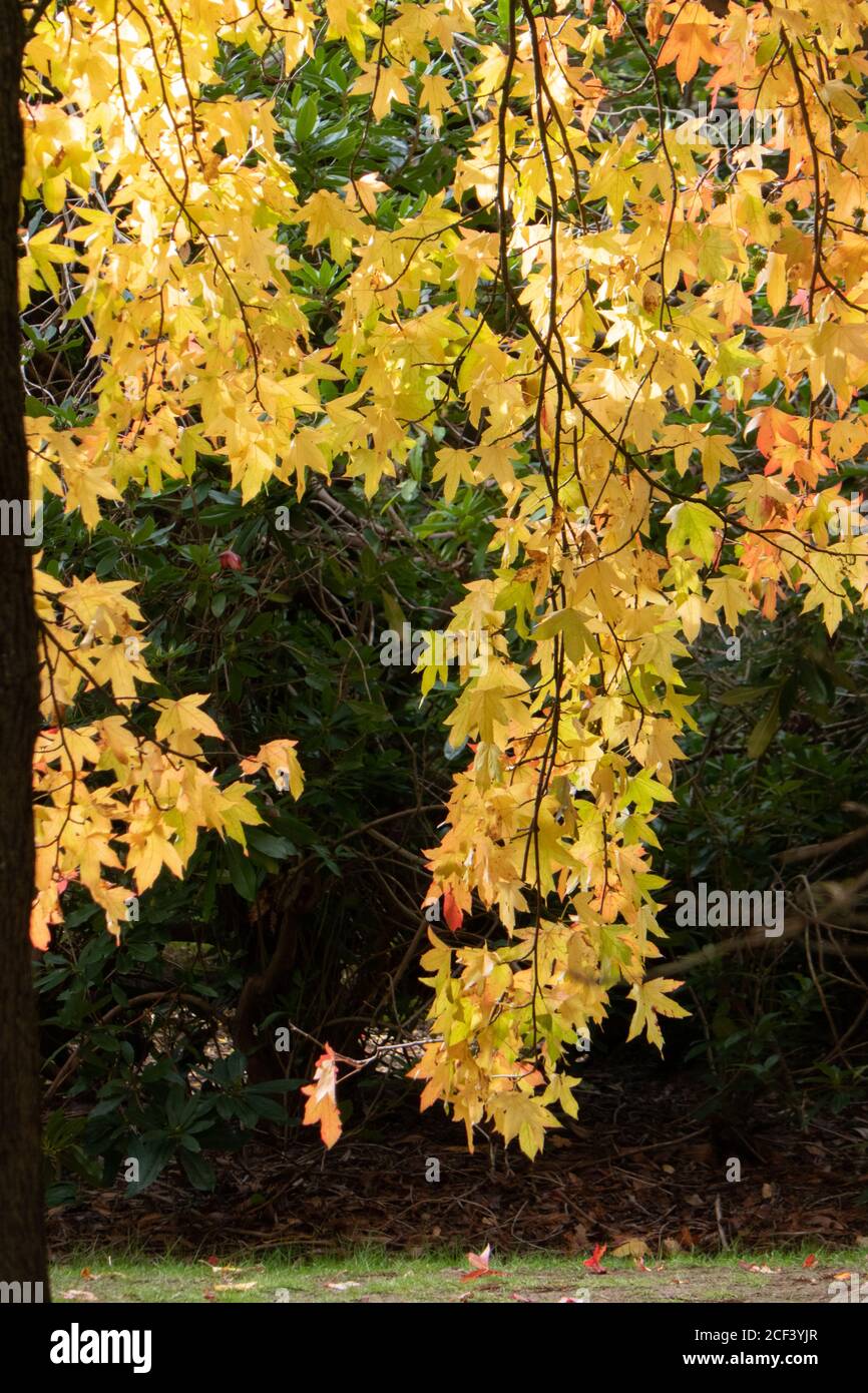 Red and gold colours hi-res stock photography and images - Alamy
