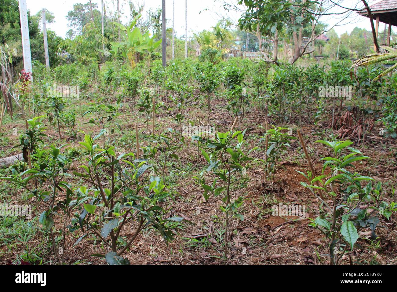 Prairie tea hi-res stock photography and images - Alamy