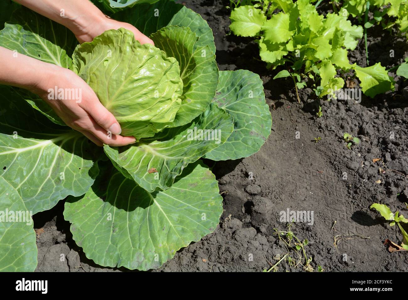 Hands harvesting cabbage hi-res stock photography and images - Alamy