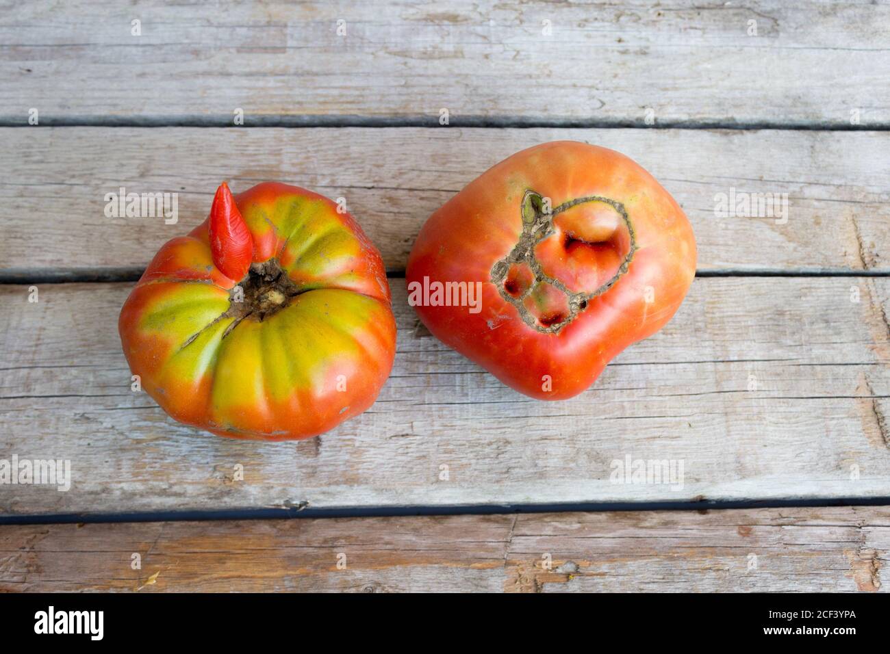 Two tomatos on a vine hi-res stock photography and images - Alamy