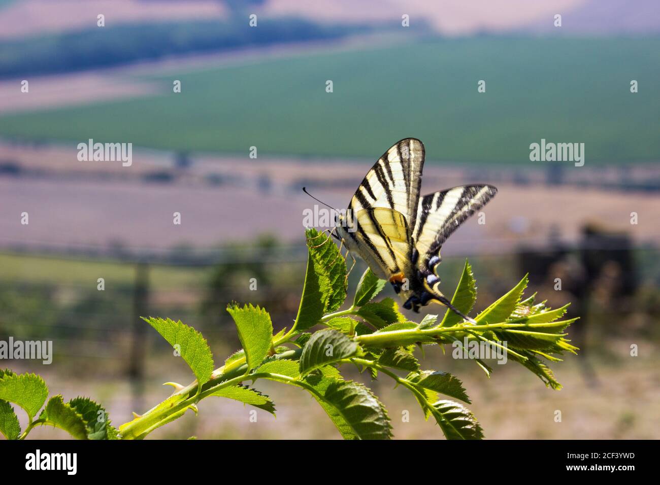 Beautiful swallowtail yellow butterfly. Papilio hospiton, corsican ...