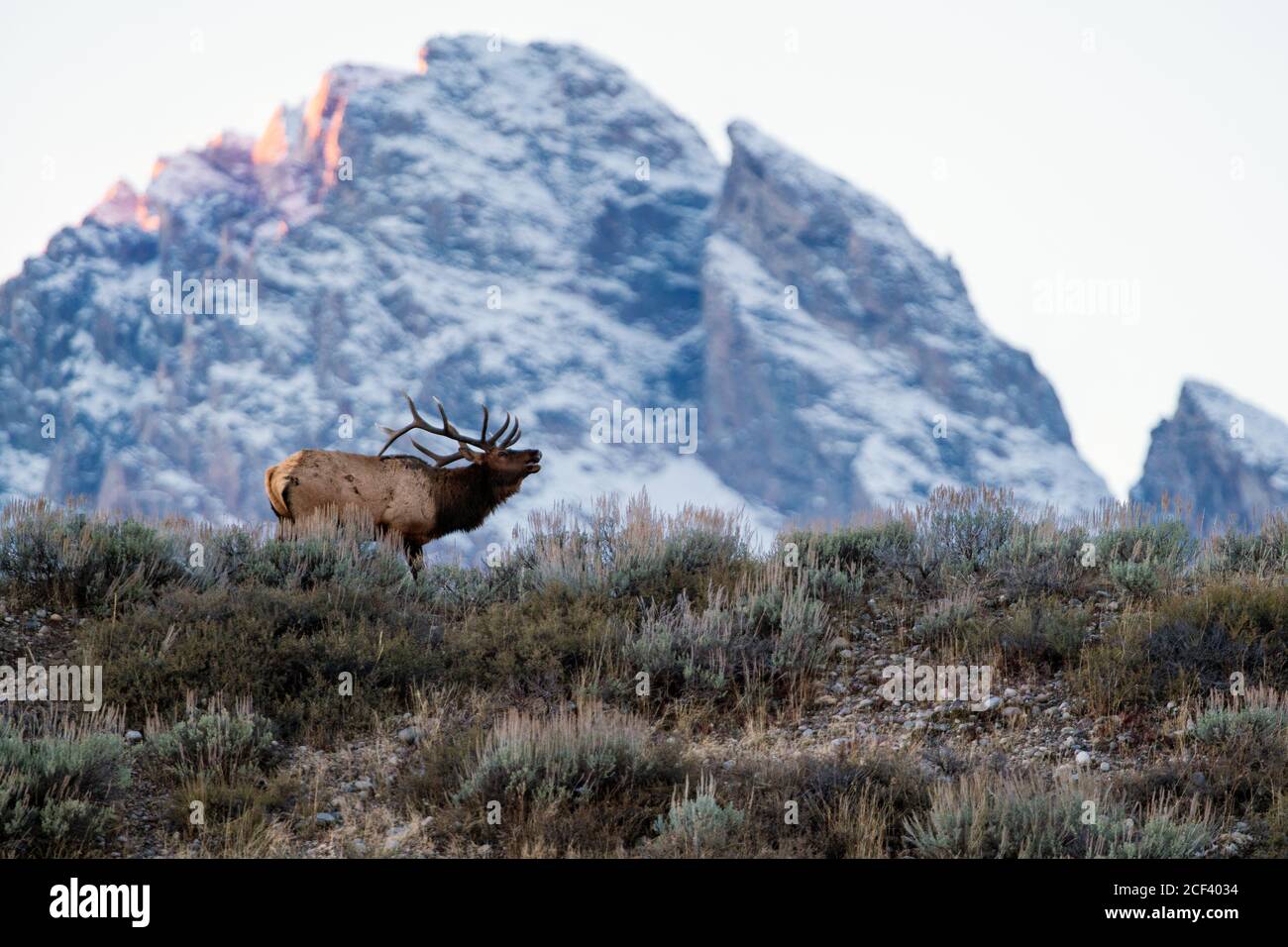 Bull elk bugling Stock Photo - Alamy