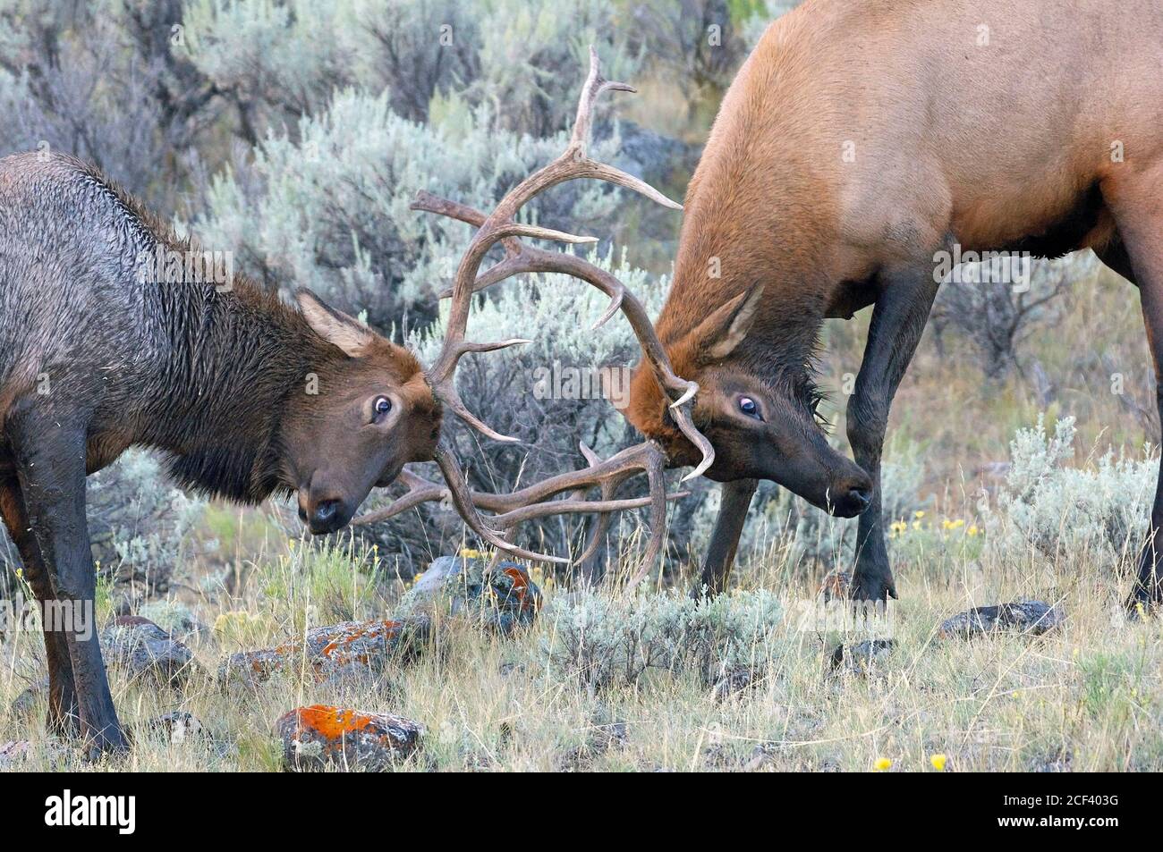 Elk fighting hi-res stock photography and images - Alamy