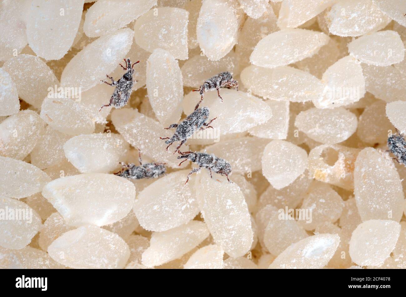 Weevil Insects eat rice grain. Pests in the kitchen Stock Photo - Alamy