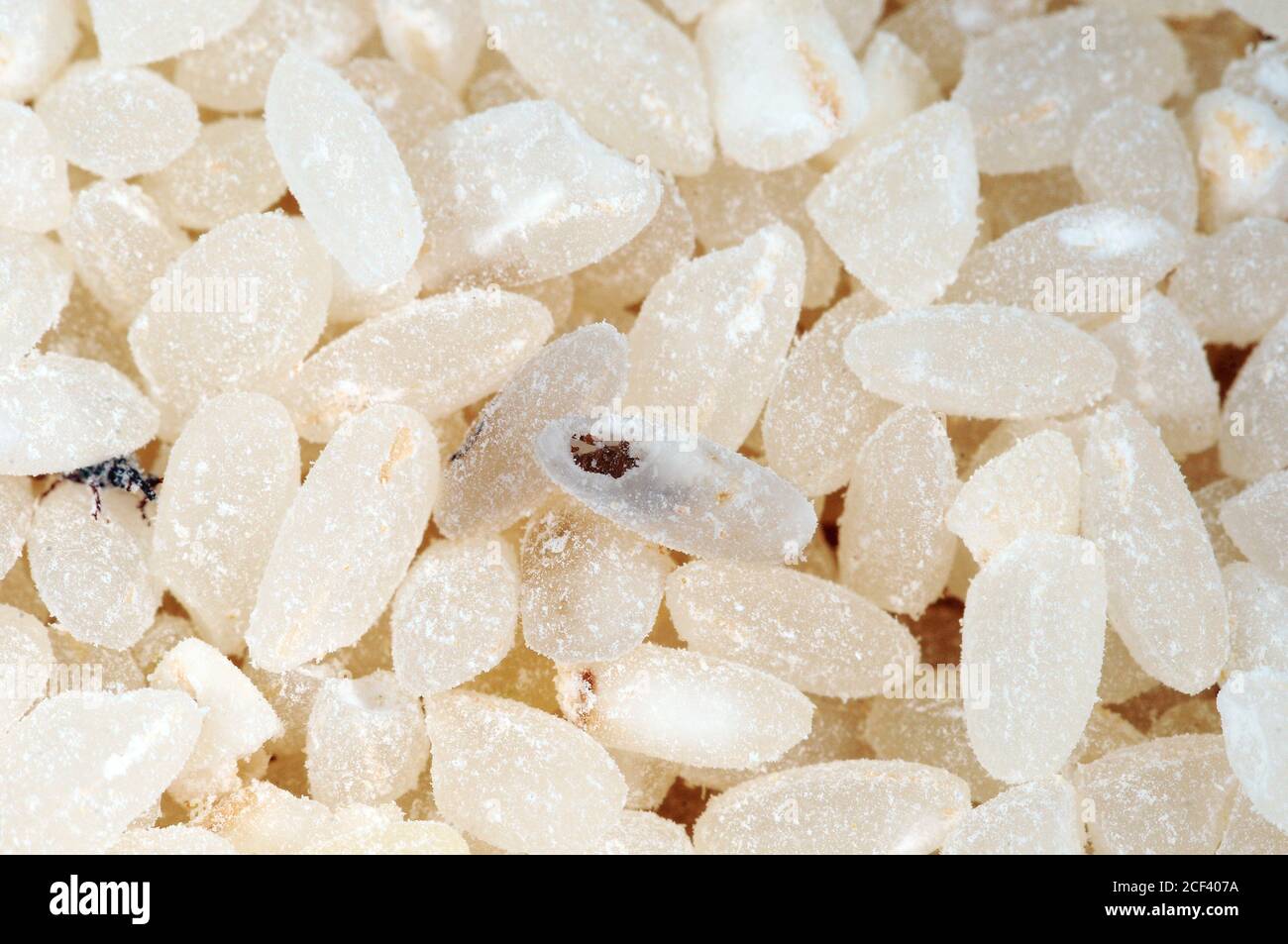 Weevil Insects eat rice grain. Pests in the kitchen Stock Photo - Alamy