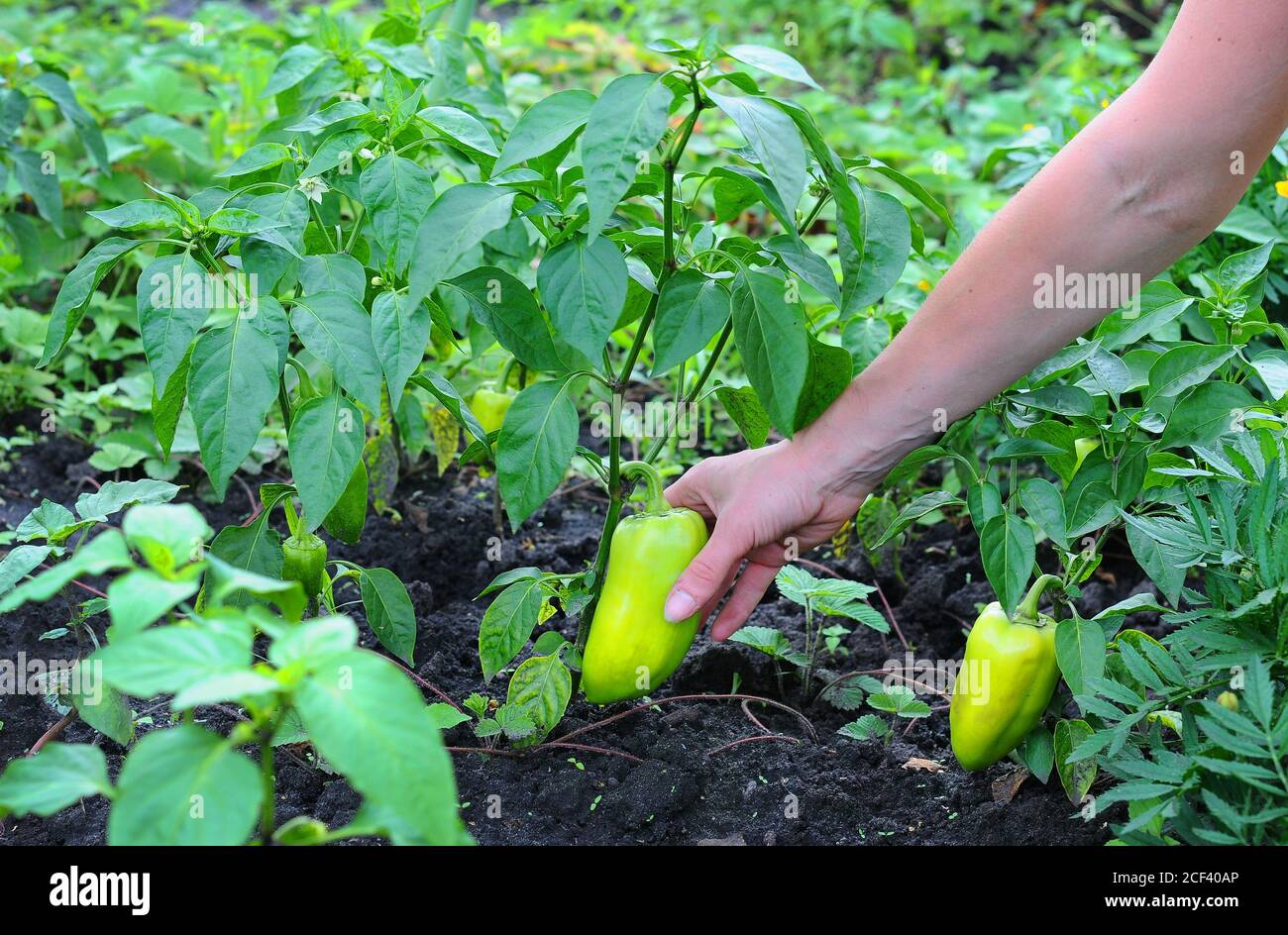 Female hand harvest of fresh sweet pepper Stock Photo - Alamy