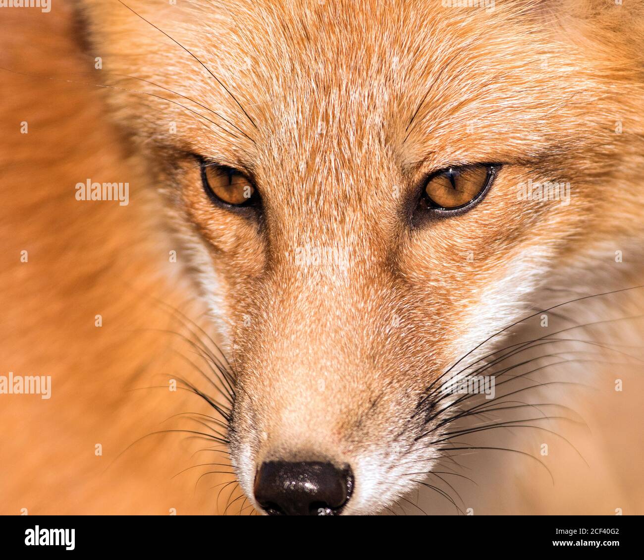 Red Fox close up Stock Photo - Alamy