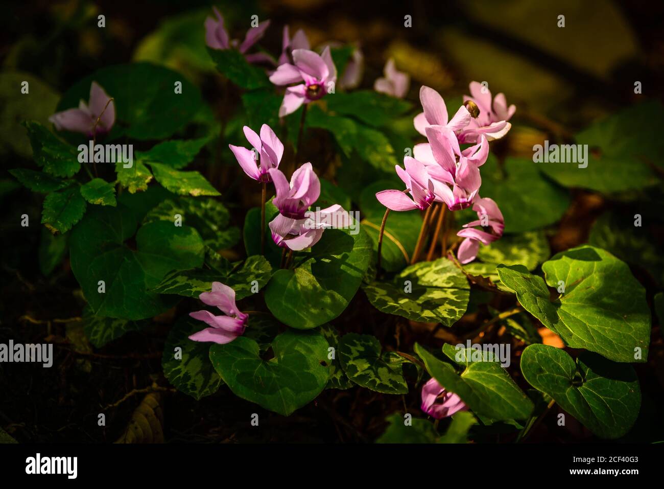 Images of flowers Stock Photo - Alamy
