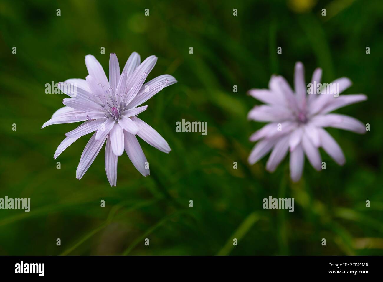 Images of flowers Stock Photo - Alamy