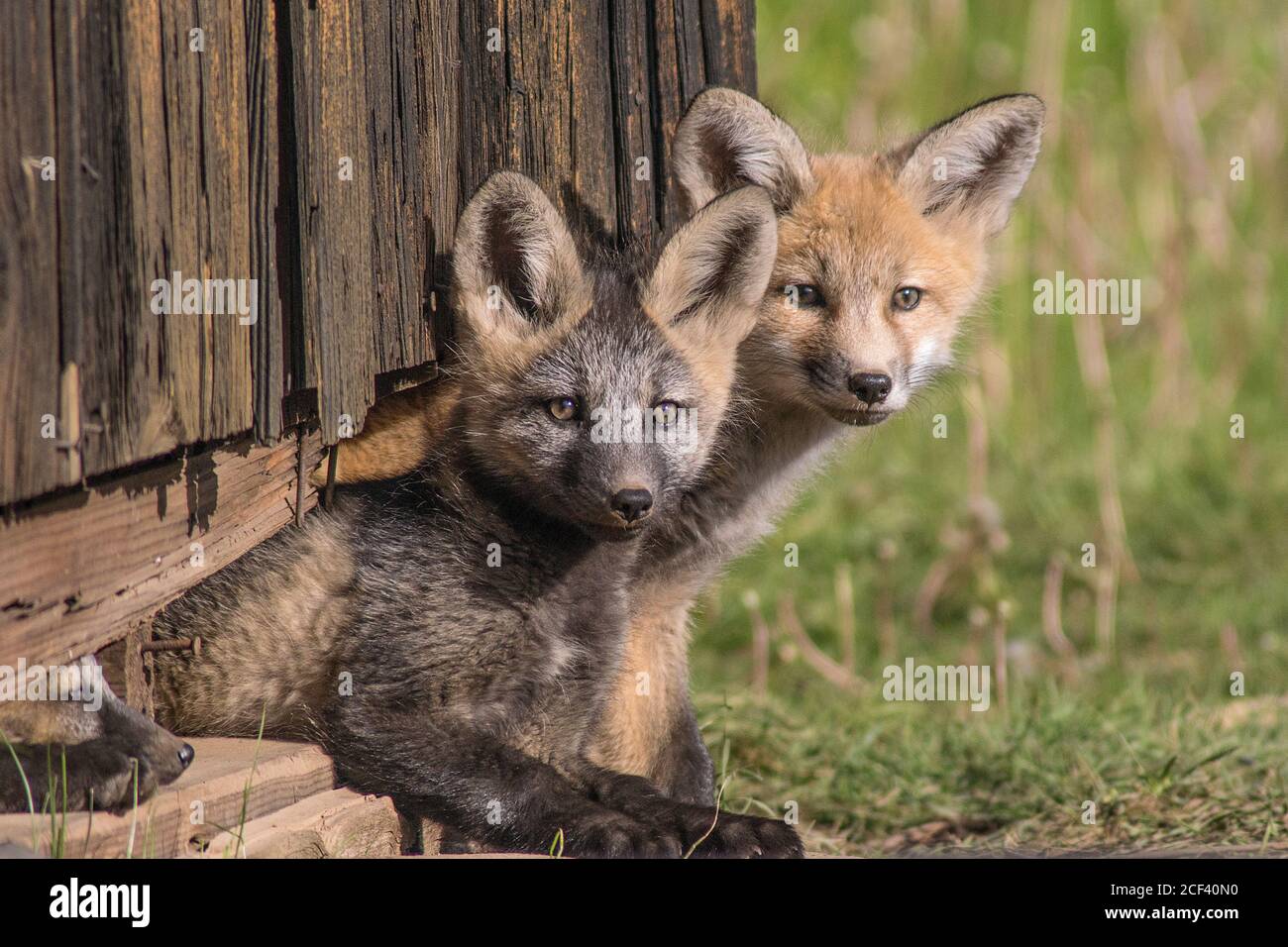 Red fox kits Stock Photo - Alamy