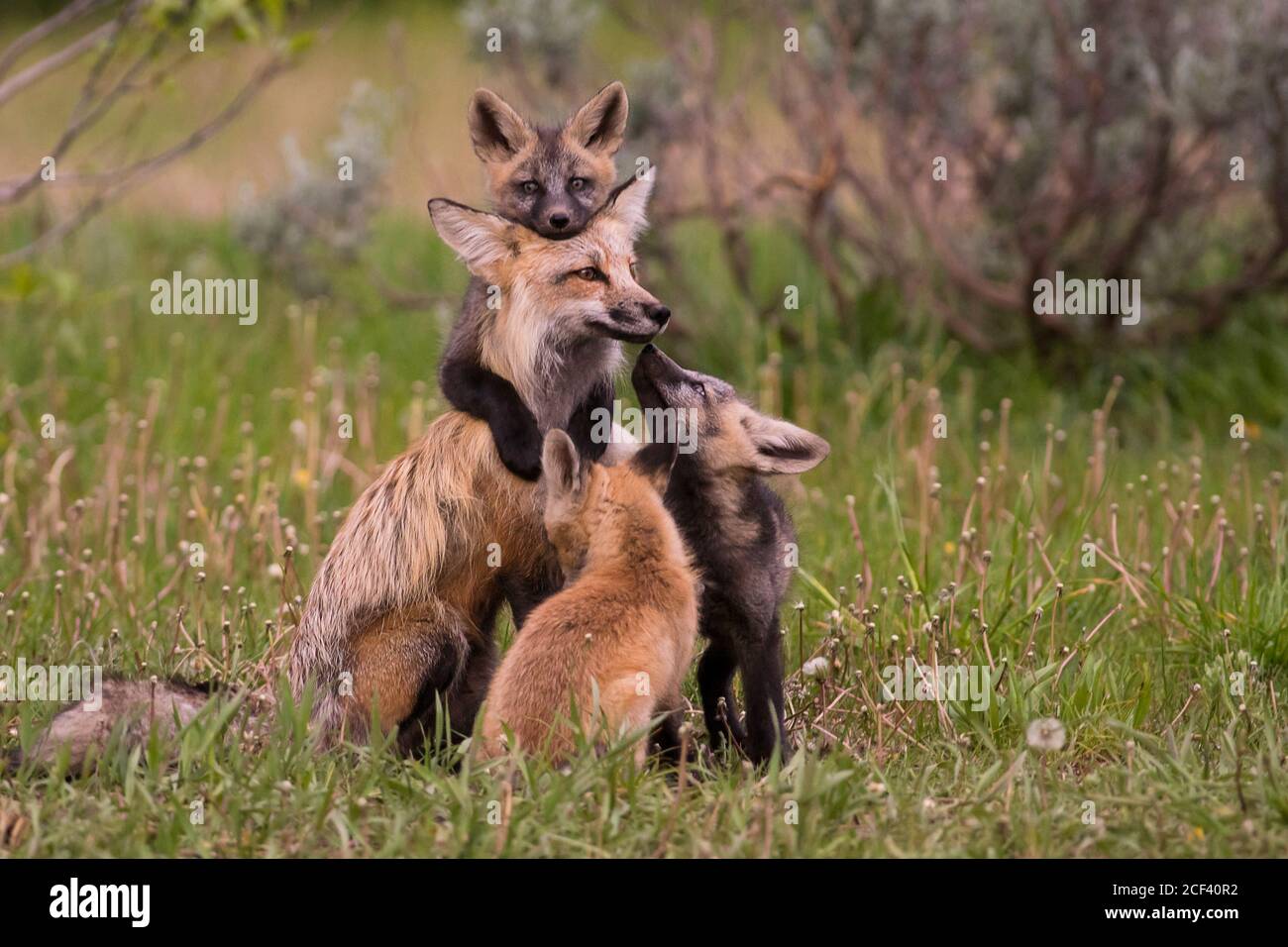 Red fox with kits Stock Photo - Alamy